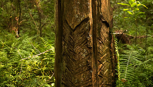 The Boxed Pines of Weymouth Are Threatened Again | The Cultural ...