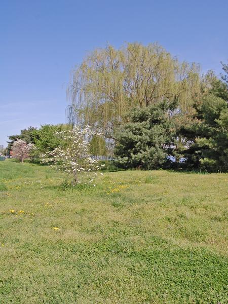 Lady Bird Johnson Park | The Cultural Landscape Foundation