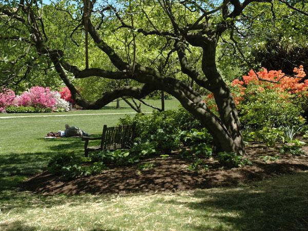 Azalea Garden | The Cultural Landscape Foundation