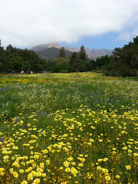 Santa Barbara Botanic Garden | The Cultural Landscape Foundation