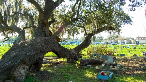 Holt Cemetery | The Cultural Landscape Foundation
