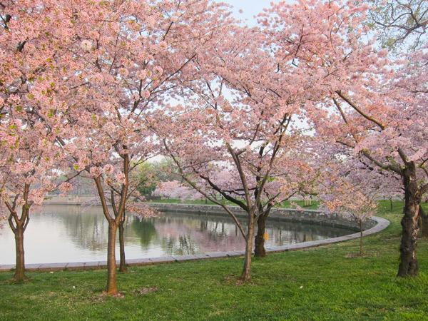 West Potomac Park | The Cultural Landscape Foundation